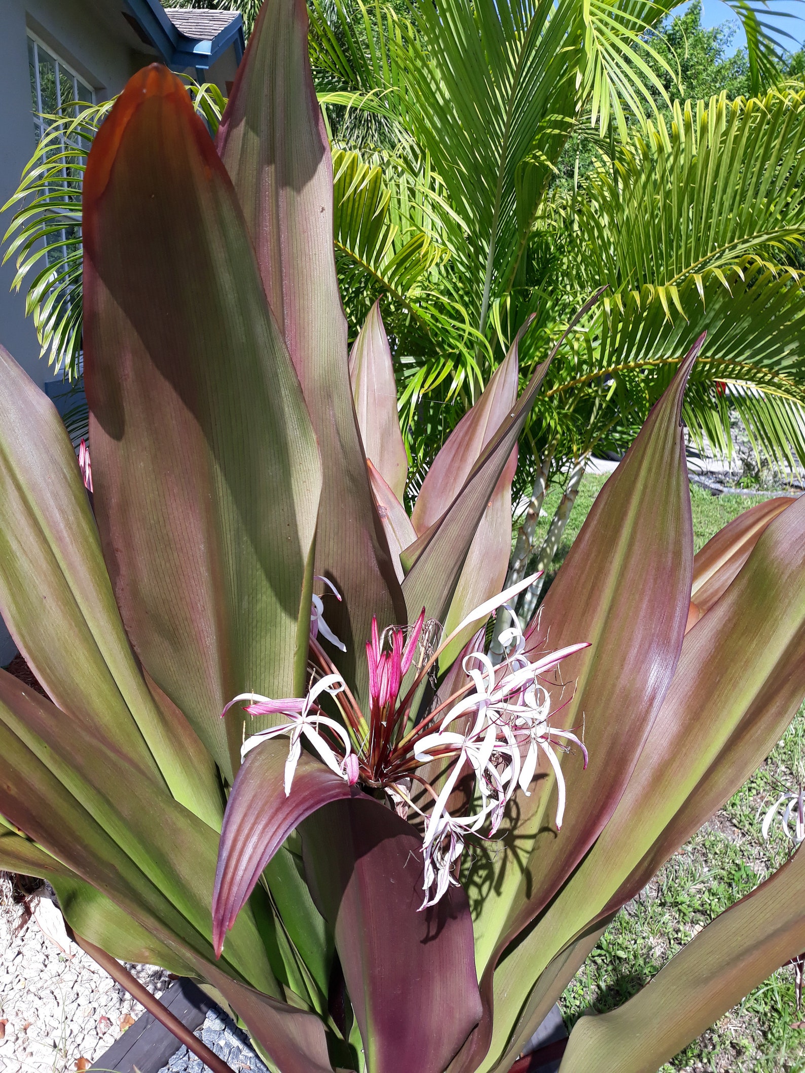 Queen Emma Plant, Crinum Lily Plant - Etsy