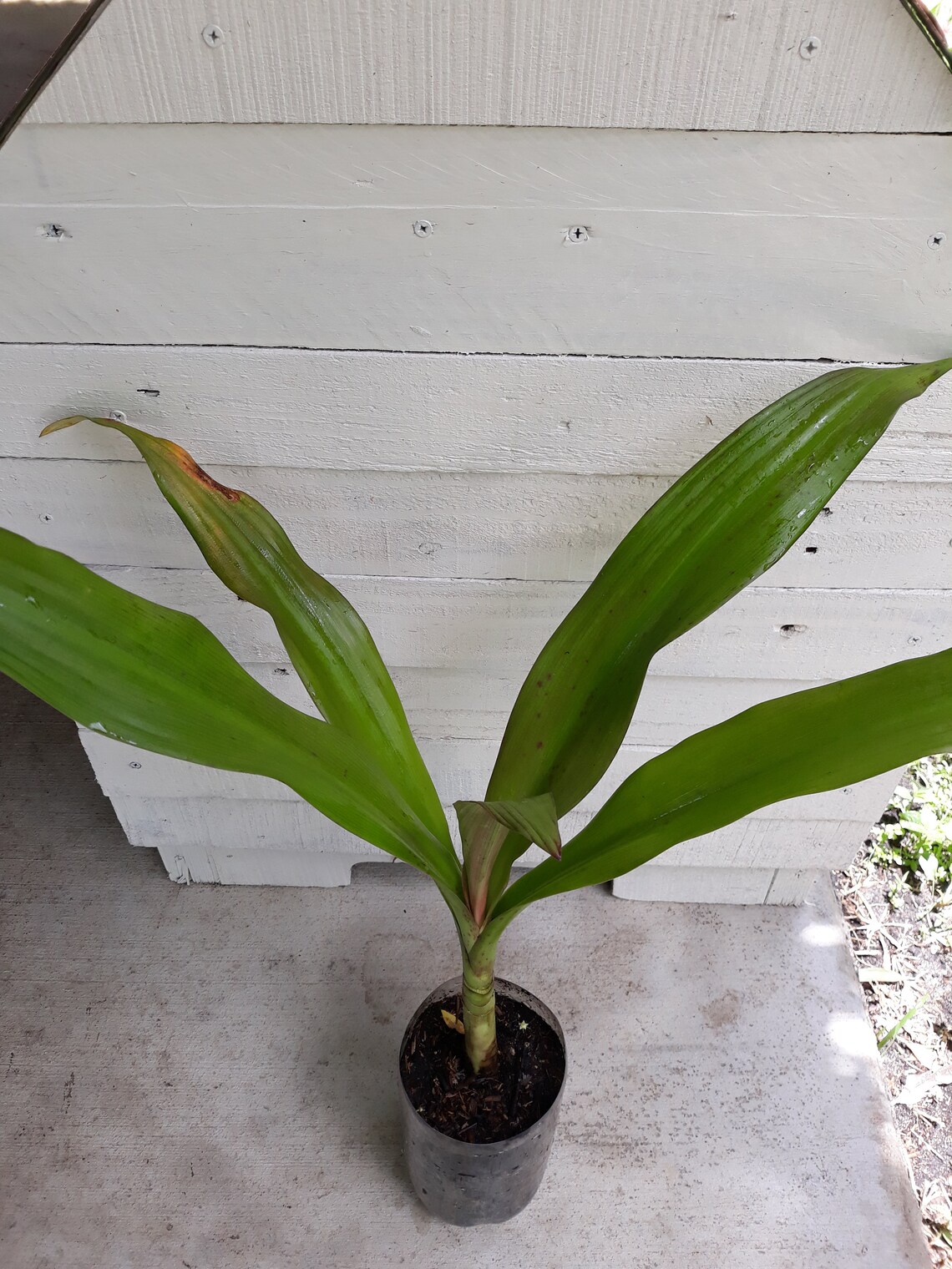 Queen Emma Plant, Crinum Lily Plant - Etsy