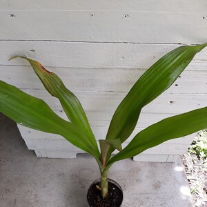 Queen Emma Plant, Crinum Lily Plant - Etsy