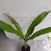 Queen Emma Plant, Crinum Lily Plant - Etsy