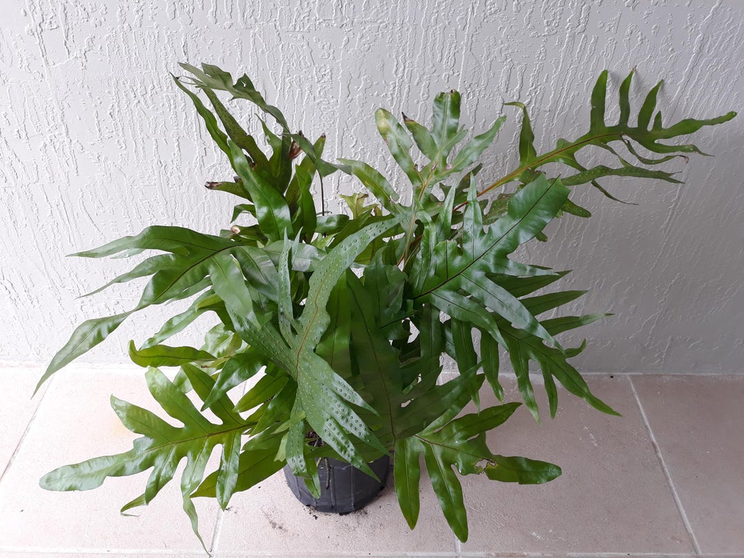 15 Cuttings of Hawaiian Laua'e Fern (each Cutting Measures Between 6 ...