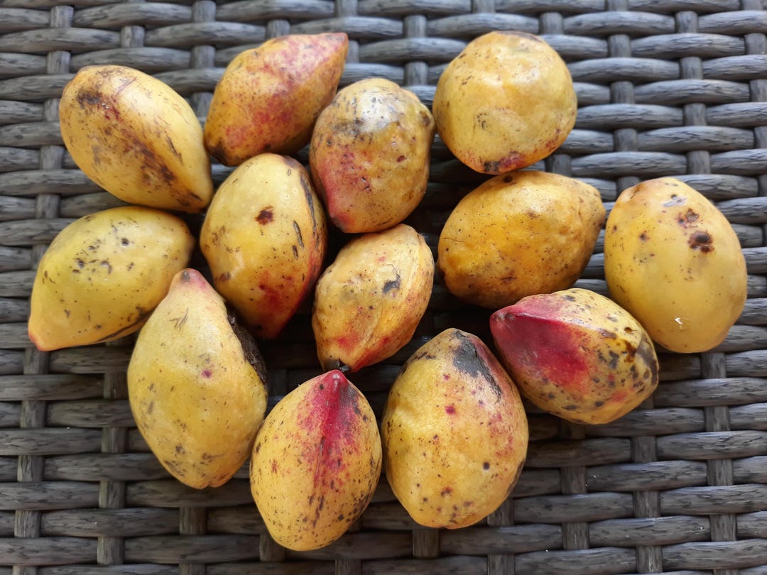 Terminalia Catappa, Country Almond, Indian Almond, Malabar Almond, Sea ...