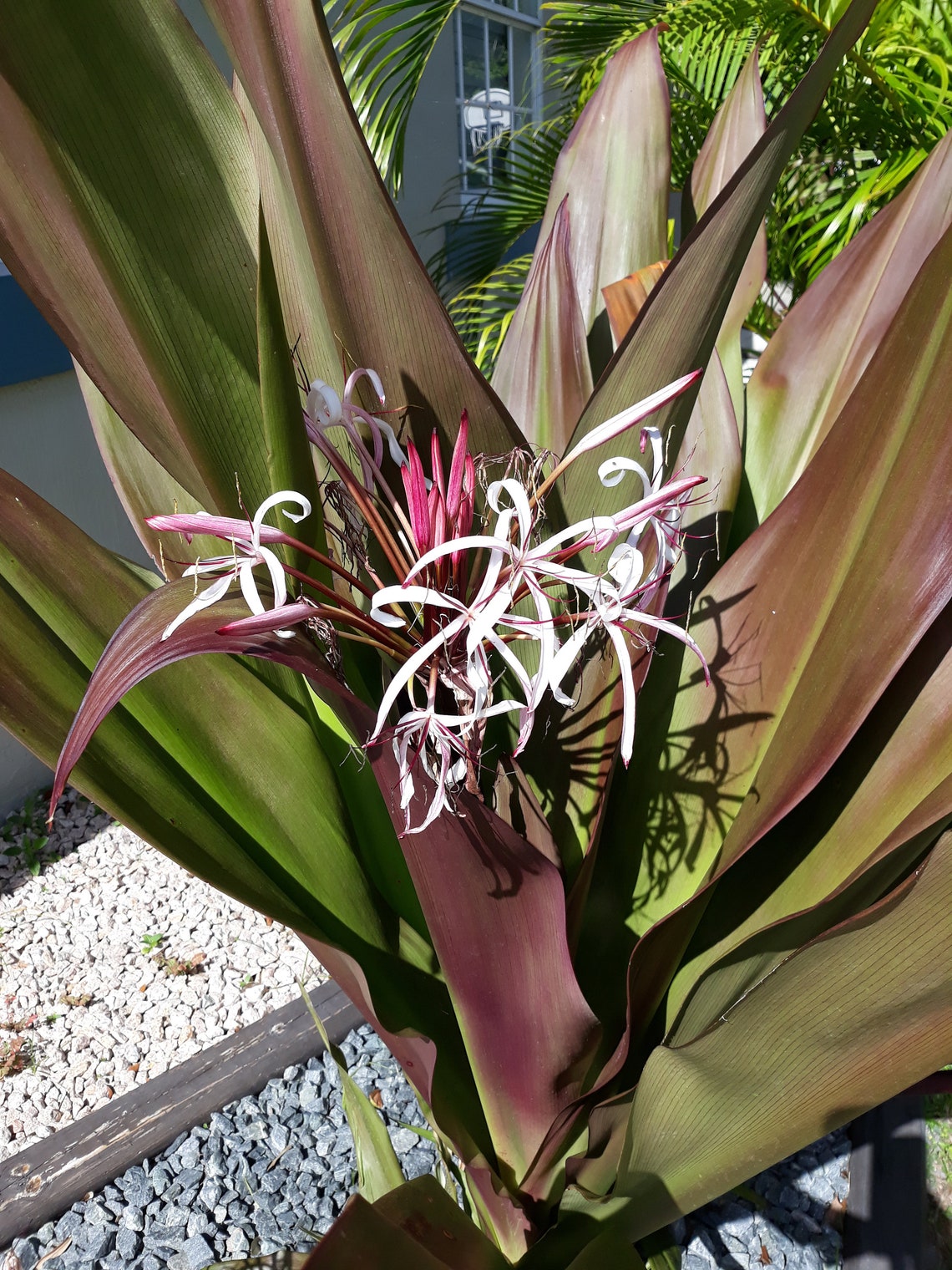 Queen Emma Plant, Crinum Lily Plant - Etsy