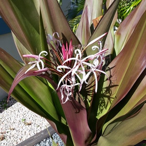 Queen Emma Plant, Crinum Lily Plant - Etsy