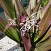 Queen Emma Plant, Crinum Lily Plant - Etsy
