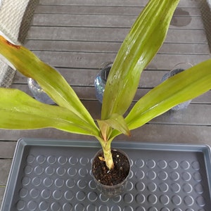 Queen Emma Plant, Crinum Lily Plant - Etsy