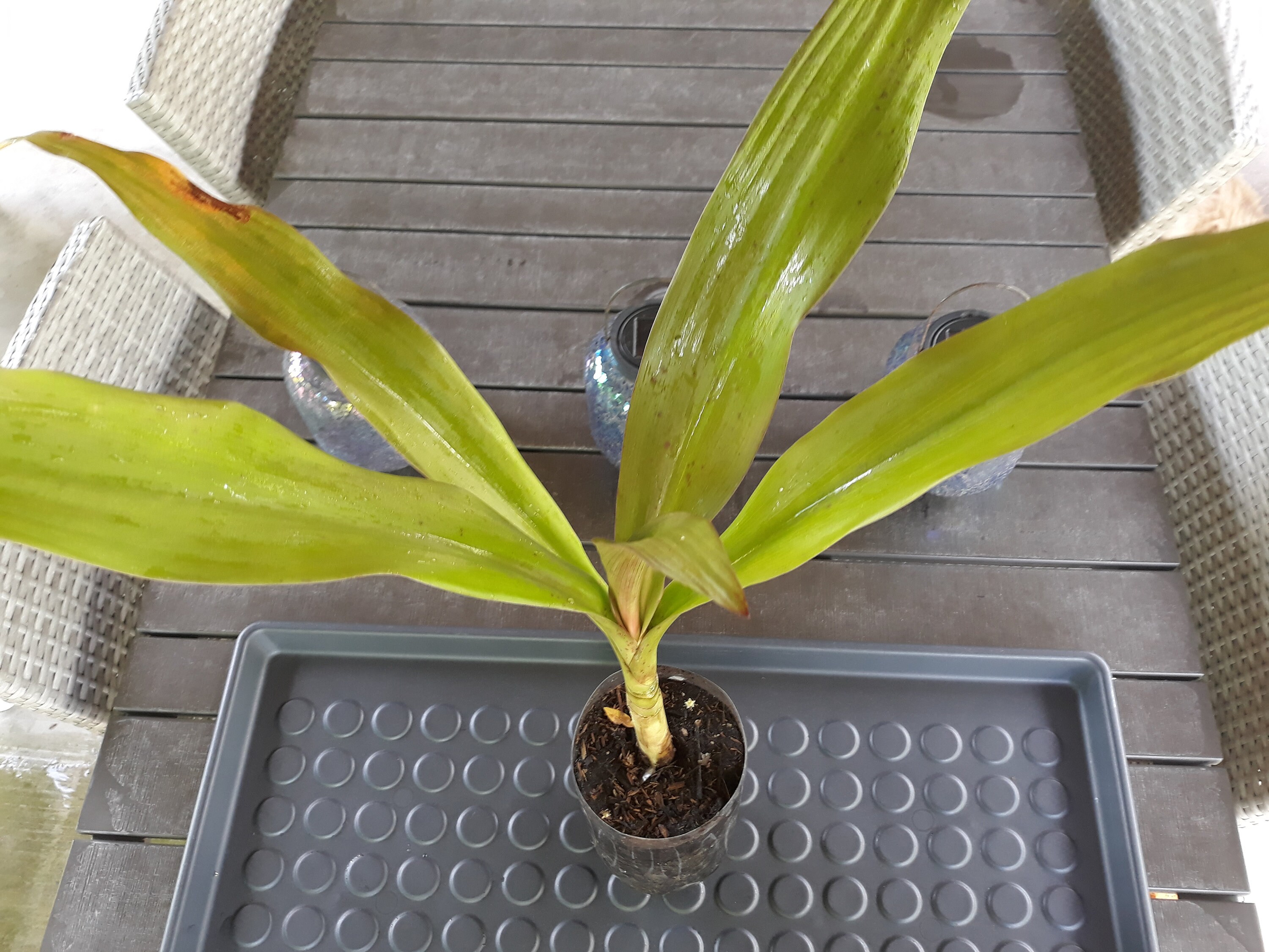 Queen Emma Plant, Crinum Lily Plant - Etsy