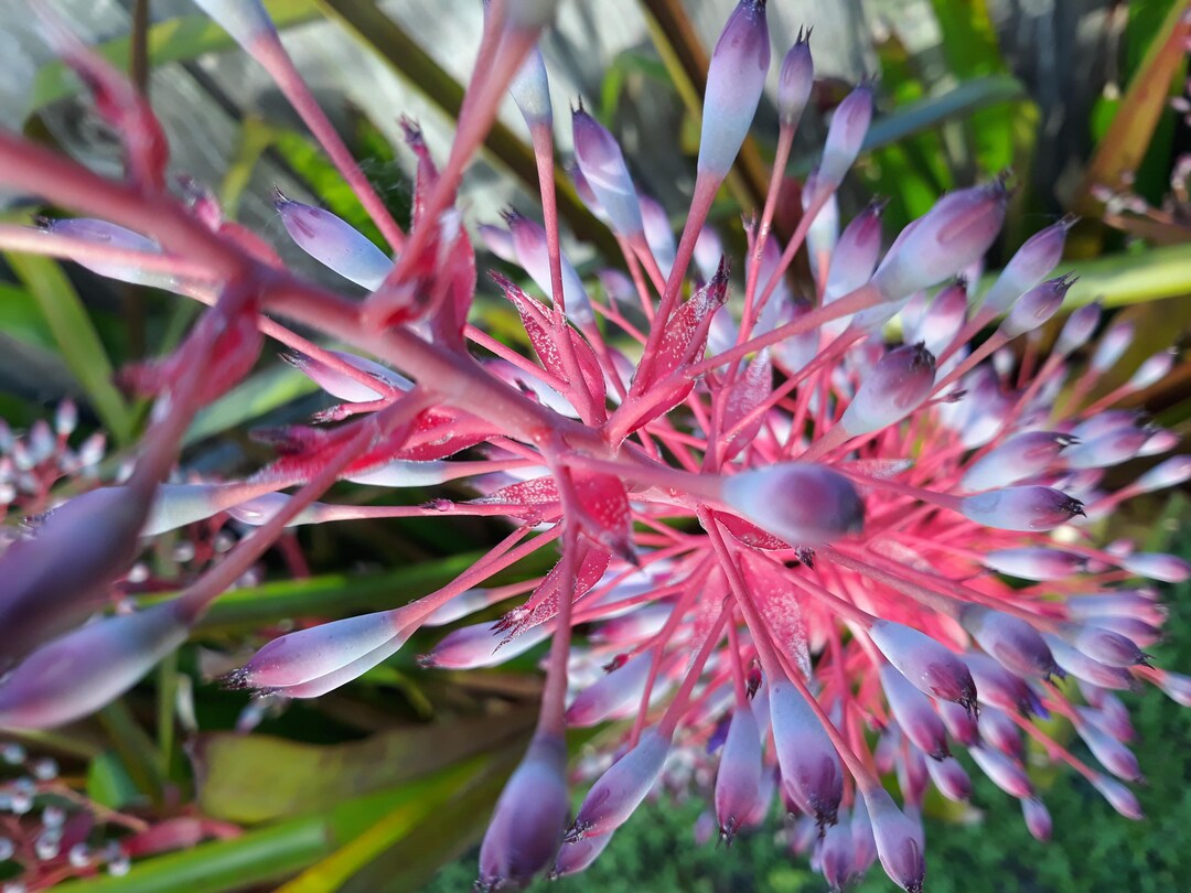 Buy 1 Get 1 Free - Big Purple Bromeliads ( 1 Starter Plant Between 8 ...