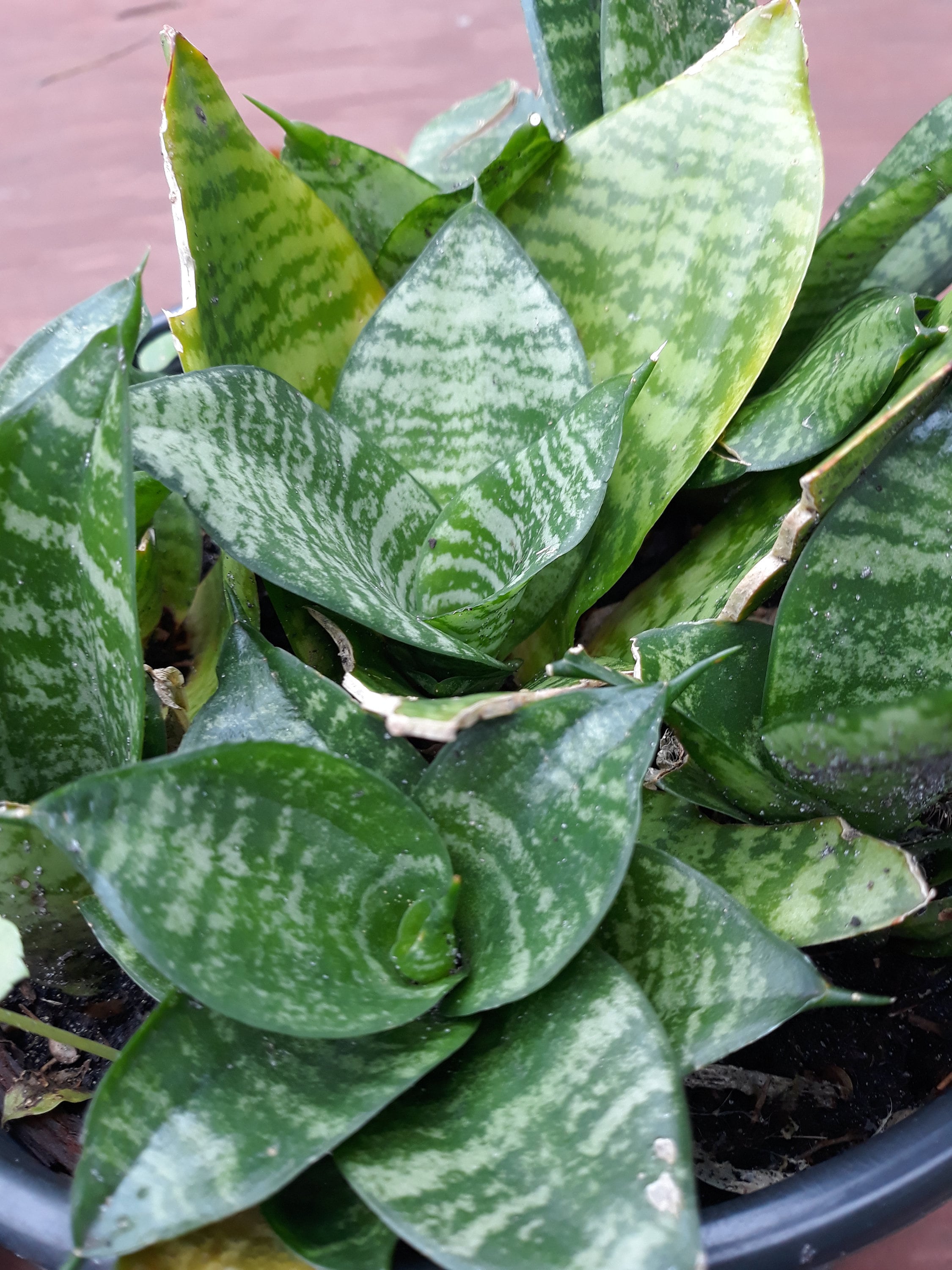 Dwarf Sansevieria, Dwarf Snake Plant 4 Starter Plants - Etsy