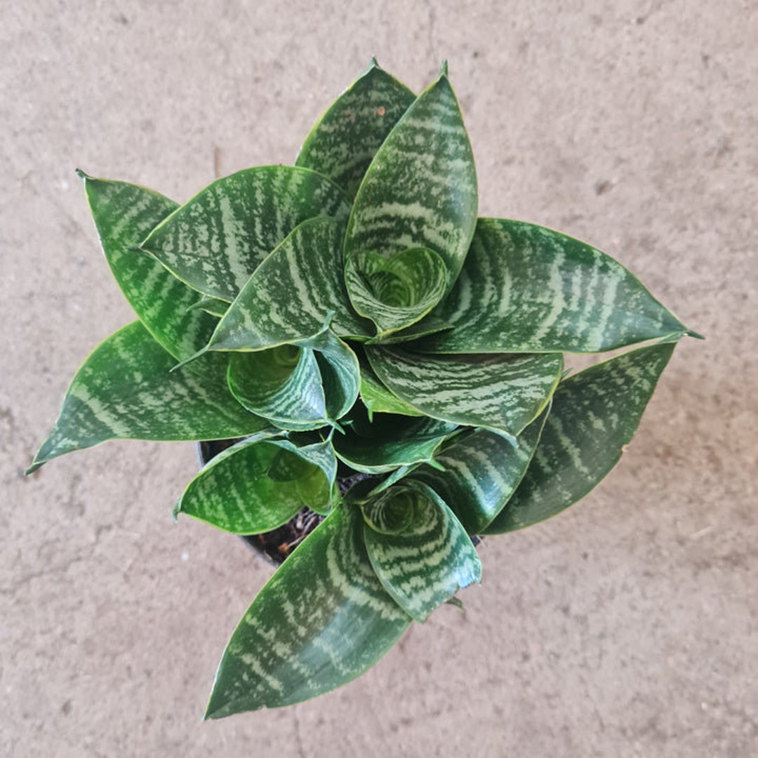 Dwarf Sansevieria, Dwarf Snake Plant 4 Starter Plants - Etsy