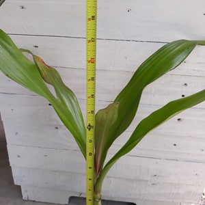 Queen Emma Plant, Crinum Lily Plant - Etsy