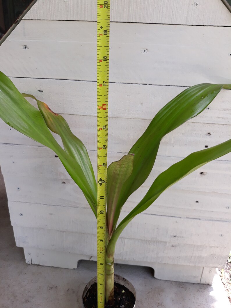 Queen Emma Plant, Crinum Lily Plant - Etsy