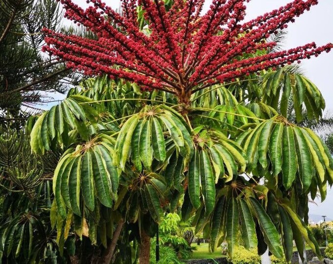 Dwarf Umbrella Tree Plant Seeds Schefflera Arboricola Rare and Exotic ...