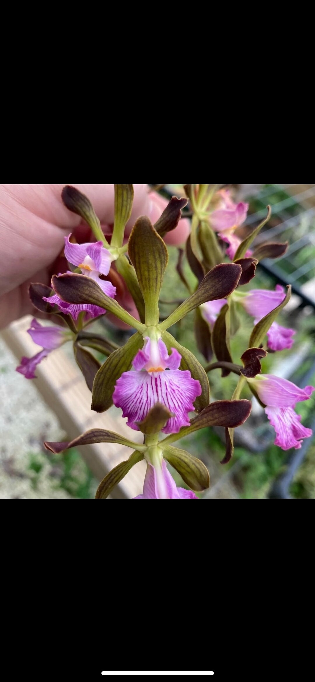 Encyclia Thomas Fennell - Etsy