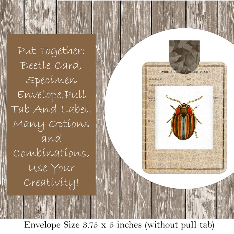 Insect Specimen Card Beetle Junk Journal Ephemera Tags Pockets ...