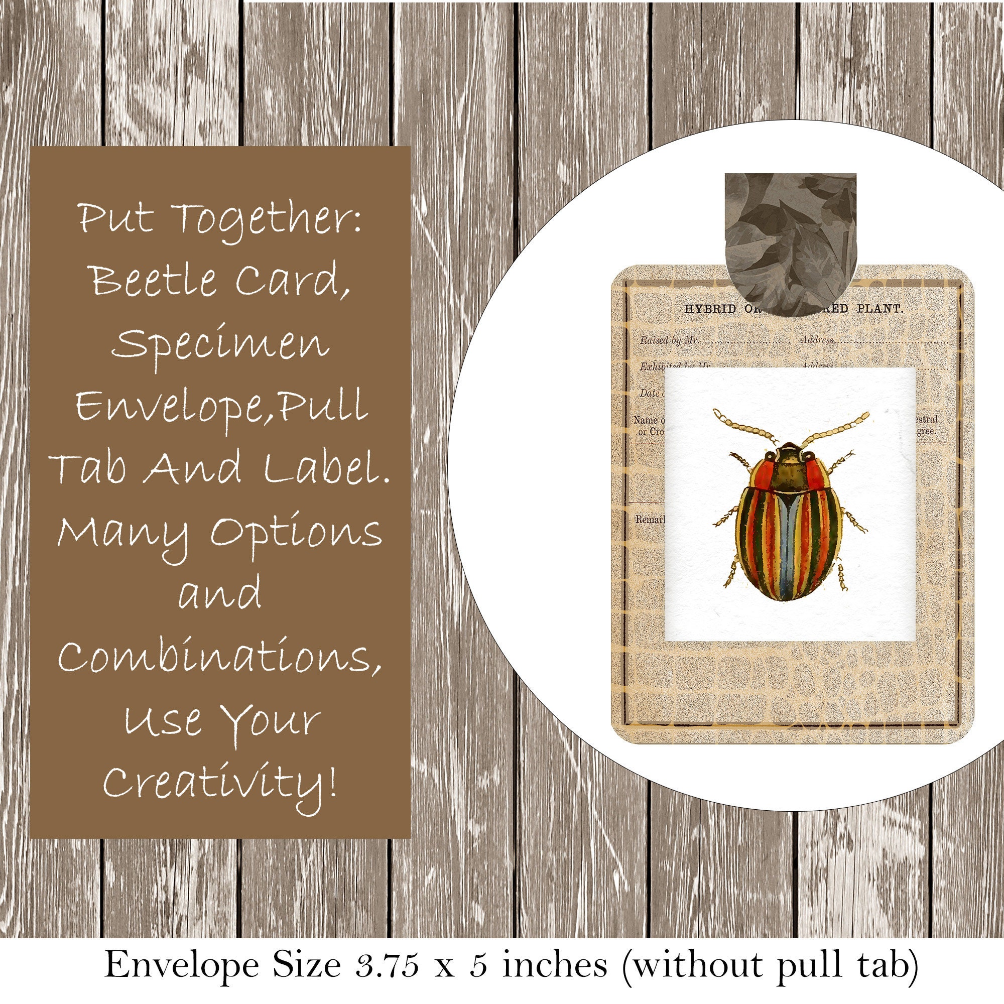 Insect Specimen Card Beetle Junk Journal Ephemera Tags Pockets ...