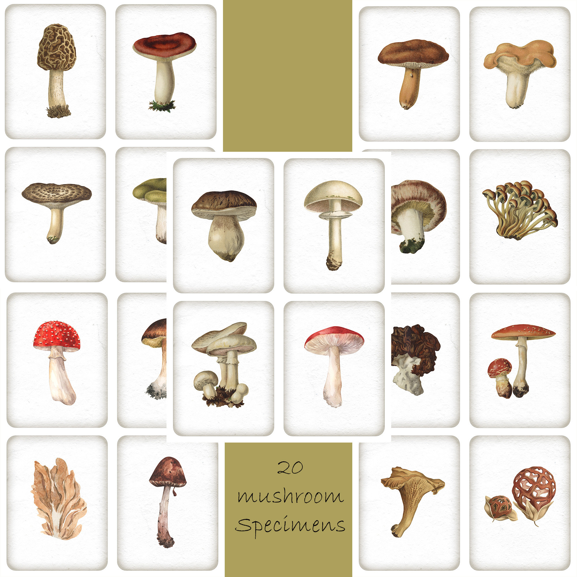 Specimen Slide Mushroom Junk Journal Ephemera Tags Pockets Forest ...