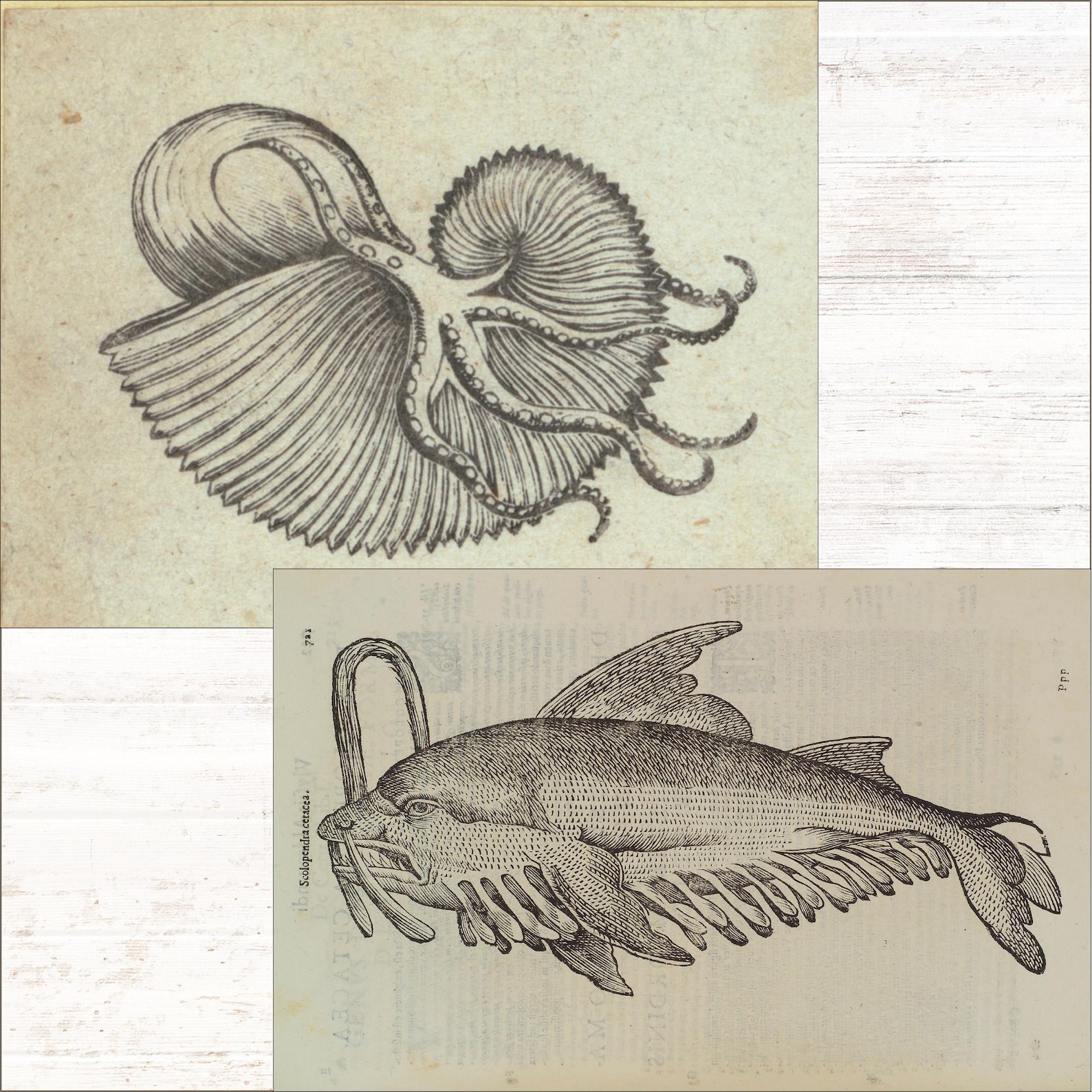 Vintage Weird Real Vintage Ephemera Oddities Strange Junk Journal ...