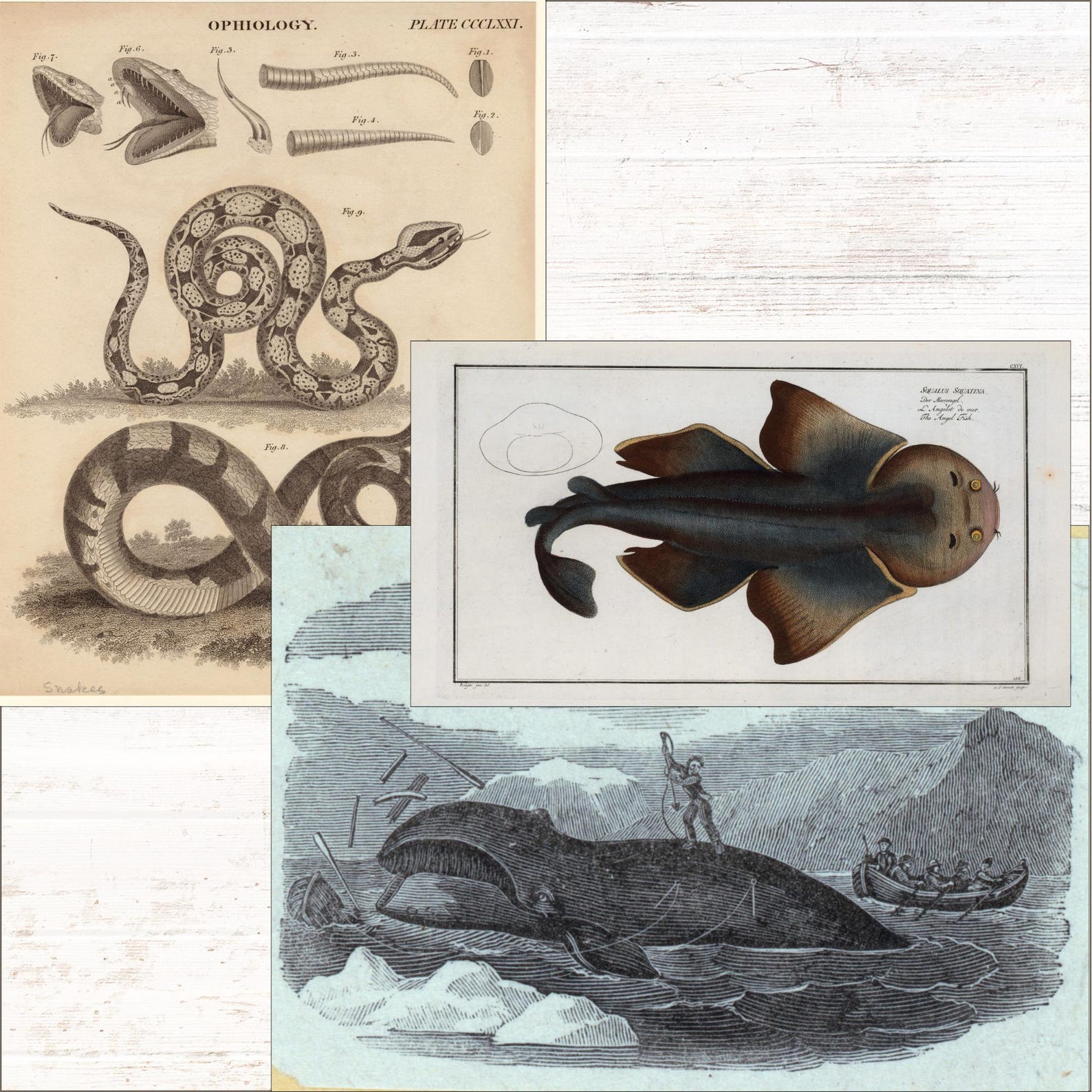 Vintage Weird Real Vintage Ephemera Oddities Strange Junk Journal ...