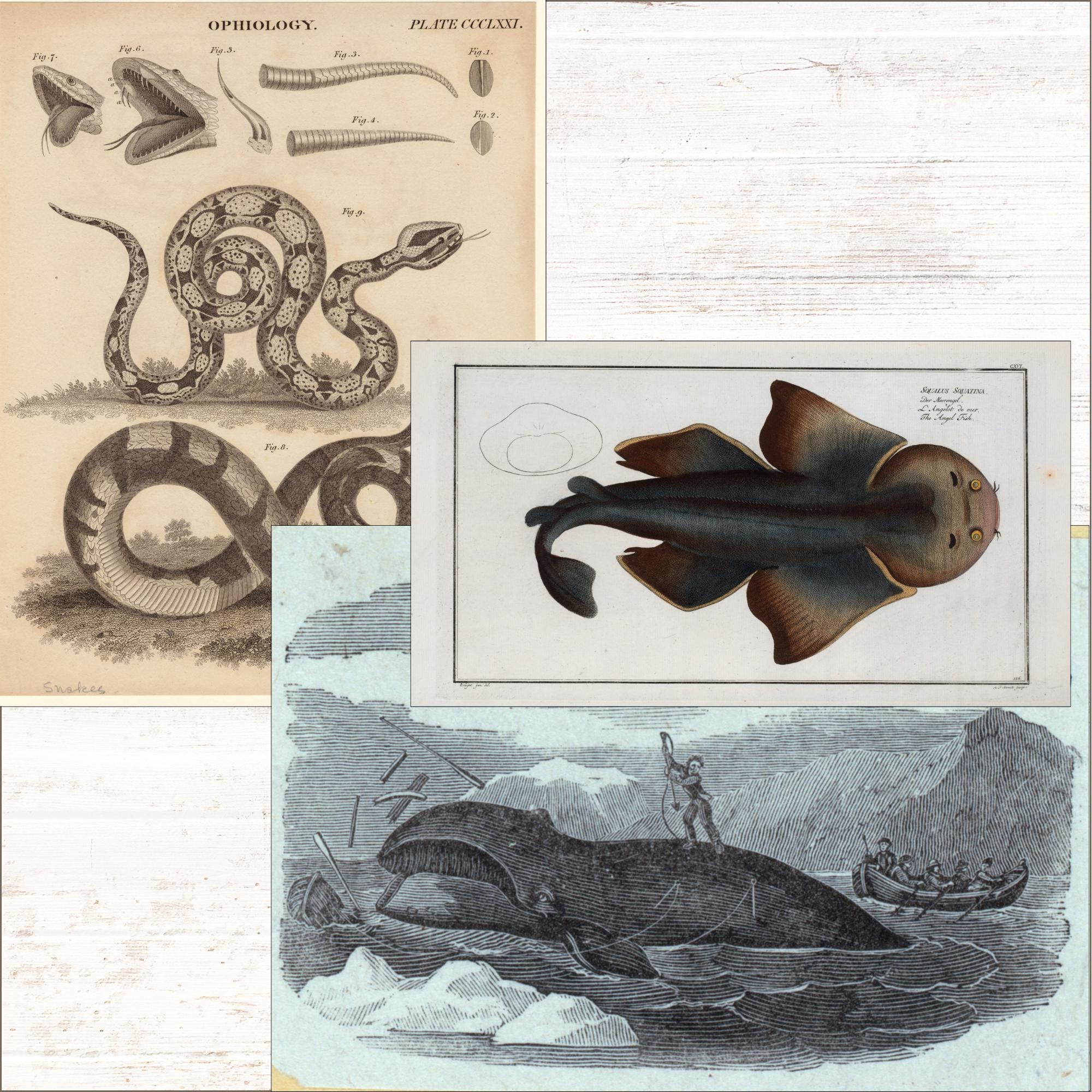 Vintage Weird Real Vintage Ephemera Oddities Strange Junk Journal ...