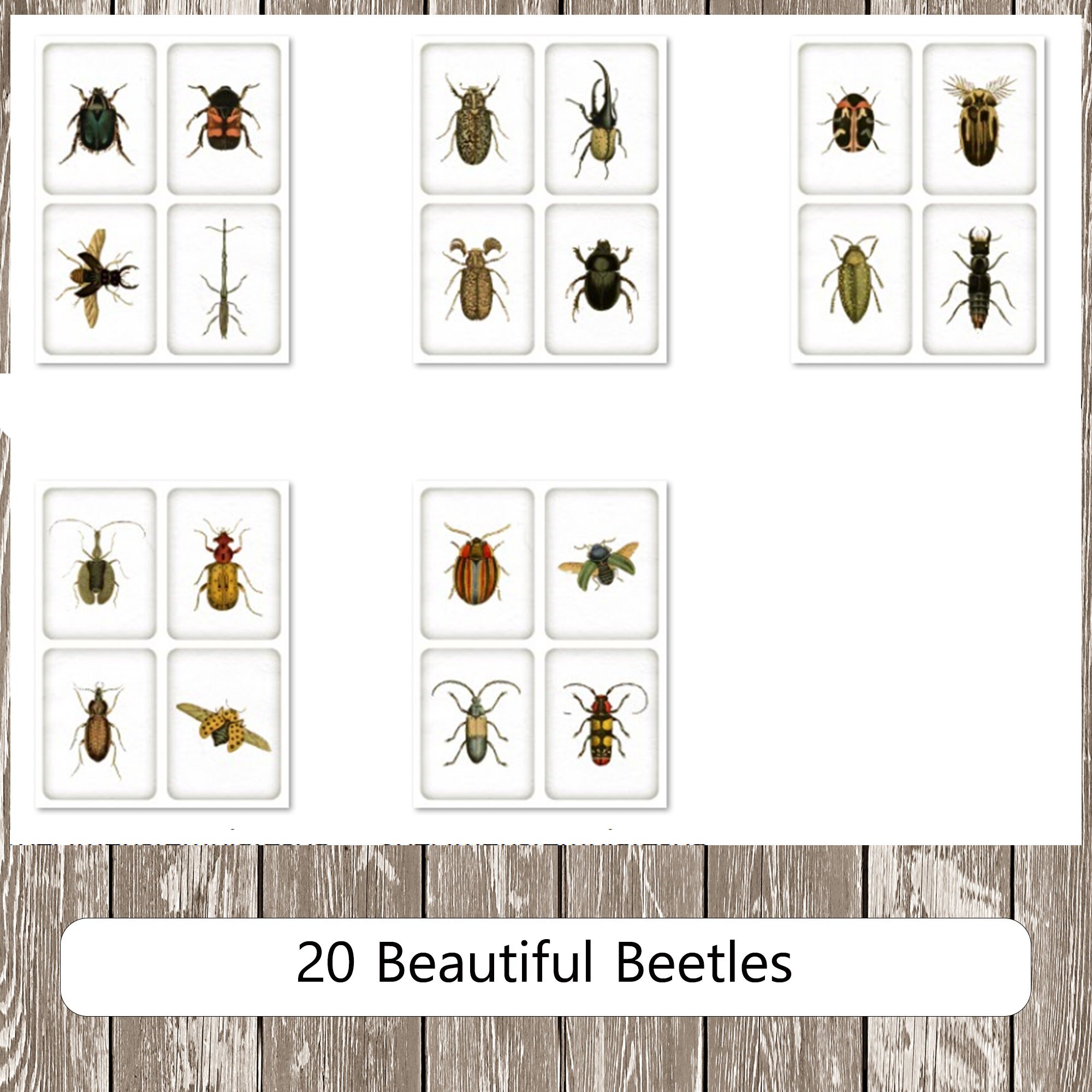 Insect Specimen Card Beetle Junk Journal Ephemera Tags Pockets ...