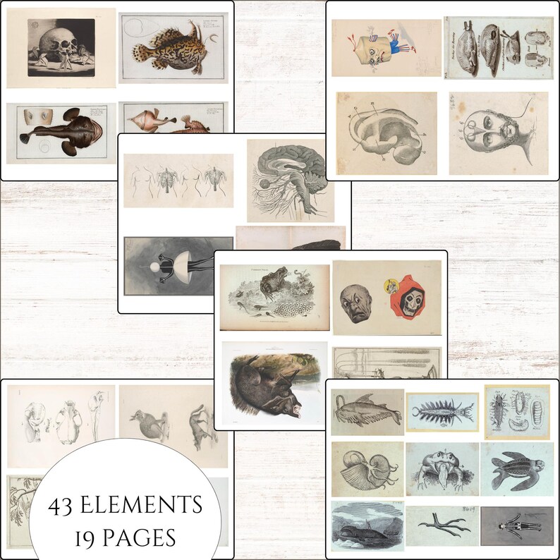 Vintage Weird Real Vintage Ephemera Oddities Strange Junk Journal ...