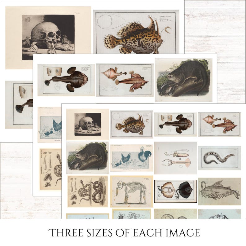 Vintage Weird Real Vintage Ephemera Oddities Strange Junk Journal ...