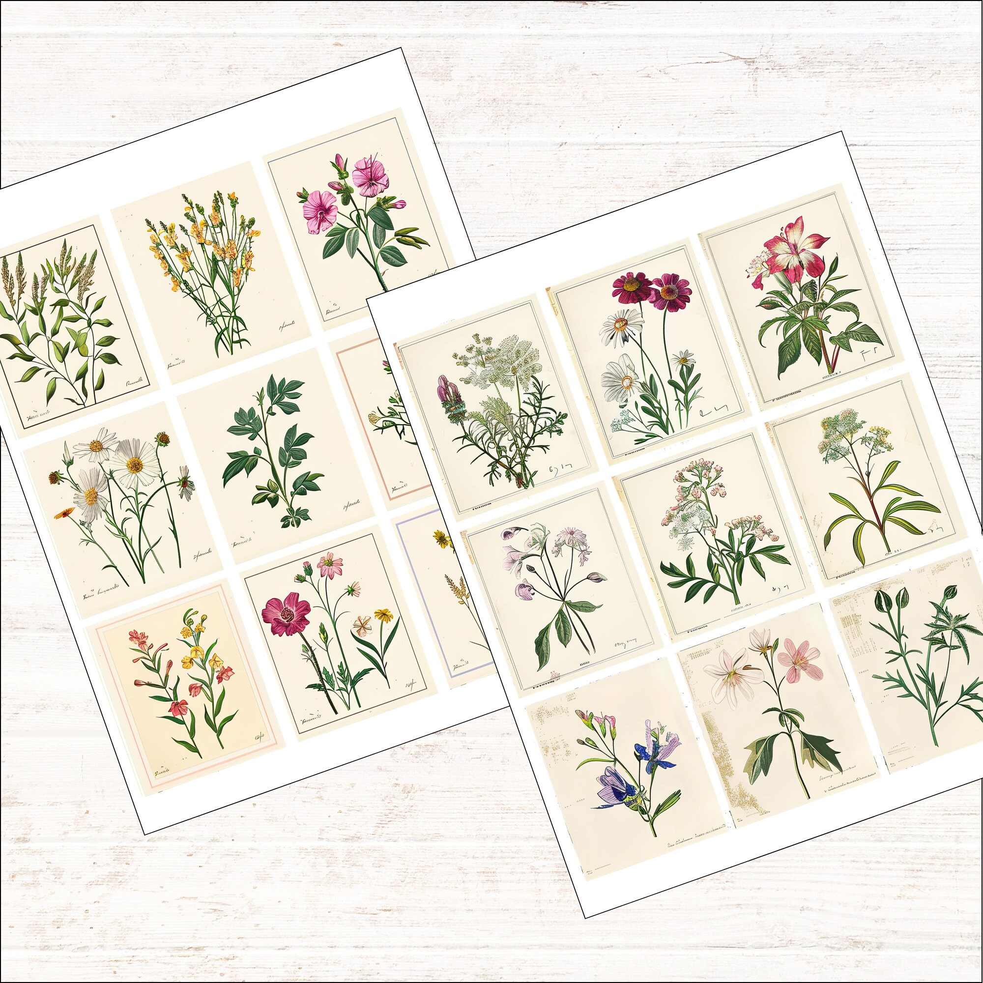 Botanical Junk Journal Digital Ephemera Wildflower Specimen Cards ...