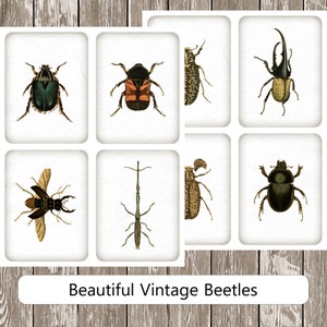 Insect Specimen Card Beetle Junk Journal Ephemera Tags Pockets ...