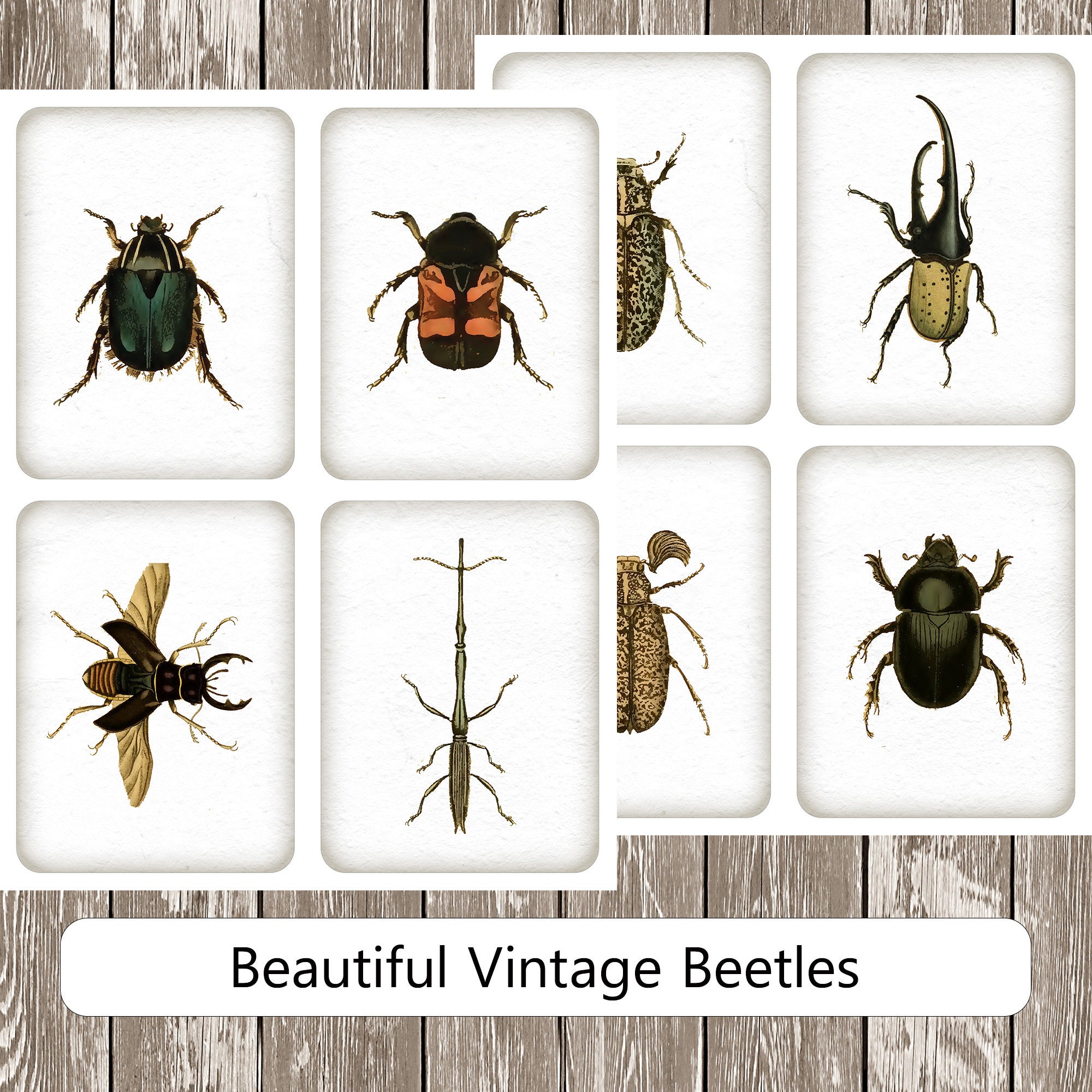 Insect Specimen Card Beetle Junk Journal Ephemera Tags Pockets ...