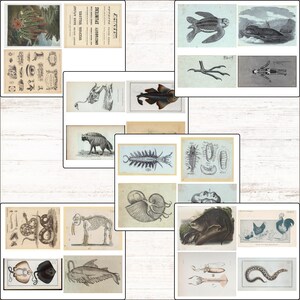 Vintage Weird Real Vintage Ephemera Oddities Strange Junk Journal ...