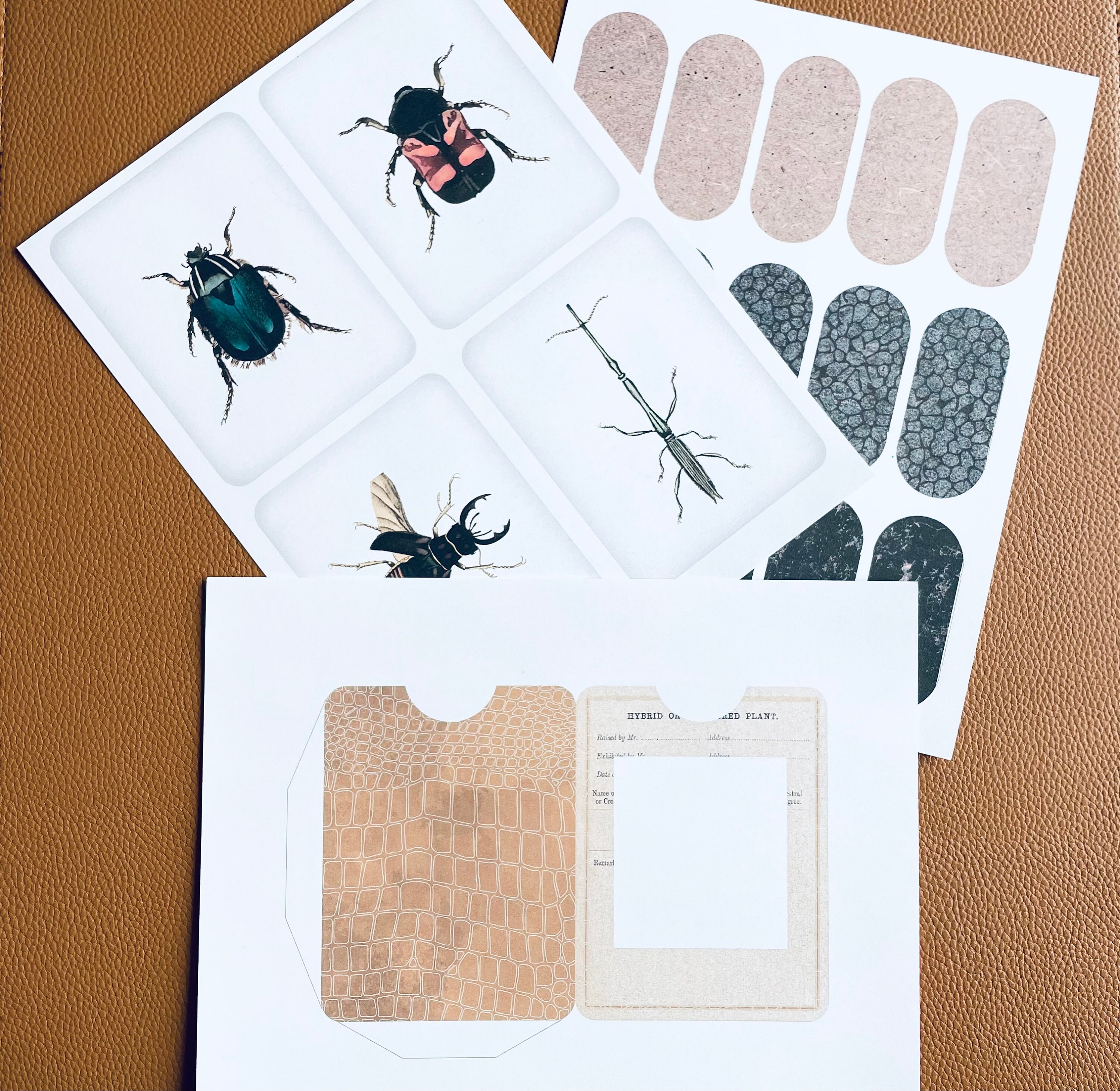 Insect Specimen Card Beetle Junk Journal Ephemera Tags Pockets ...