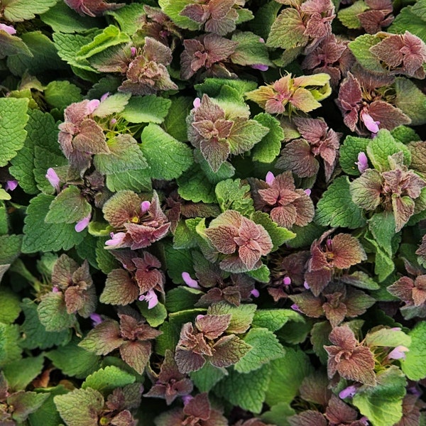 Dead Nettle - Etsy