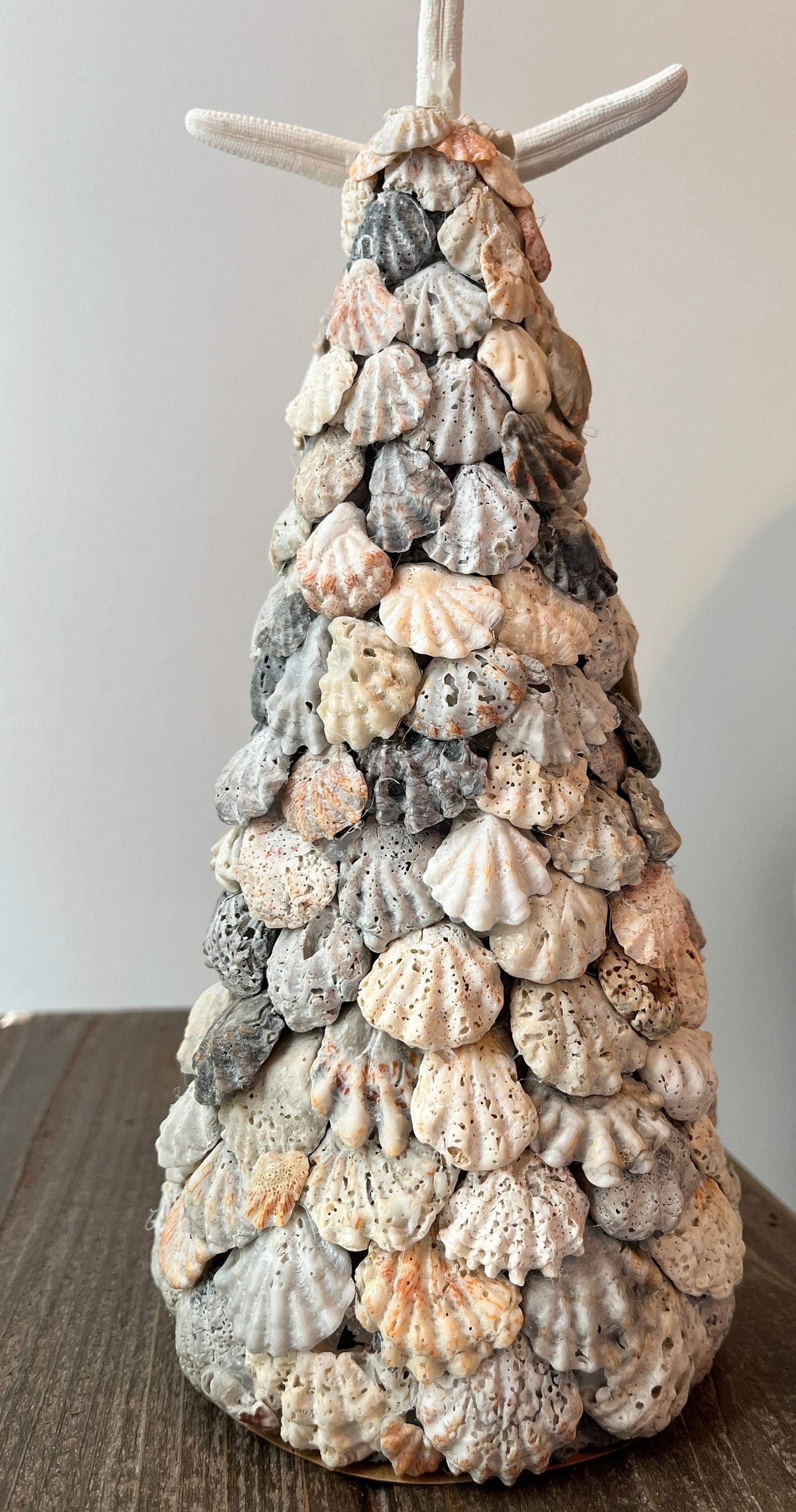Seashell Tree - Kitten Paw Shells - Etsy