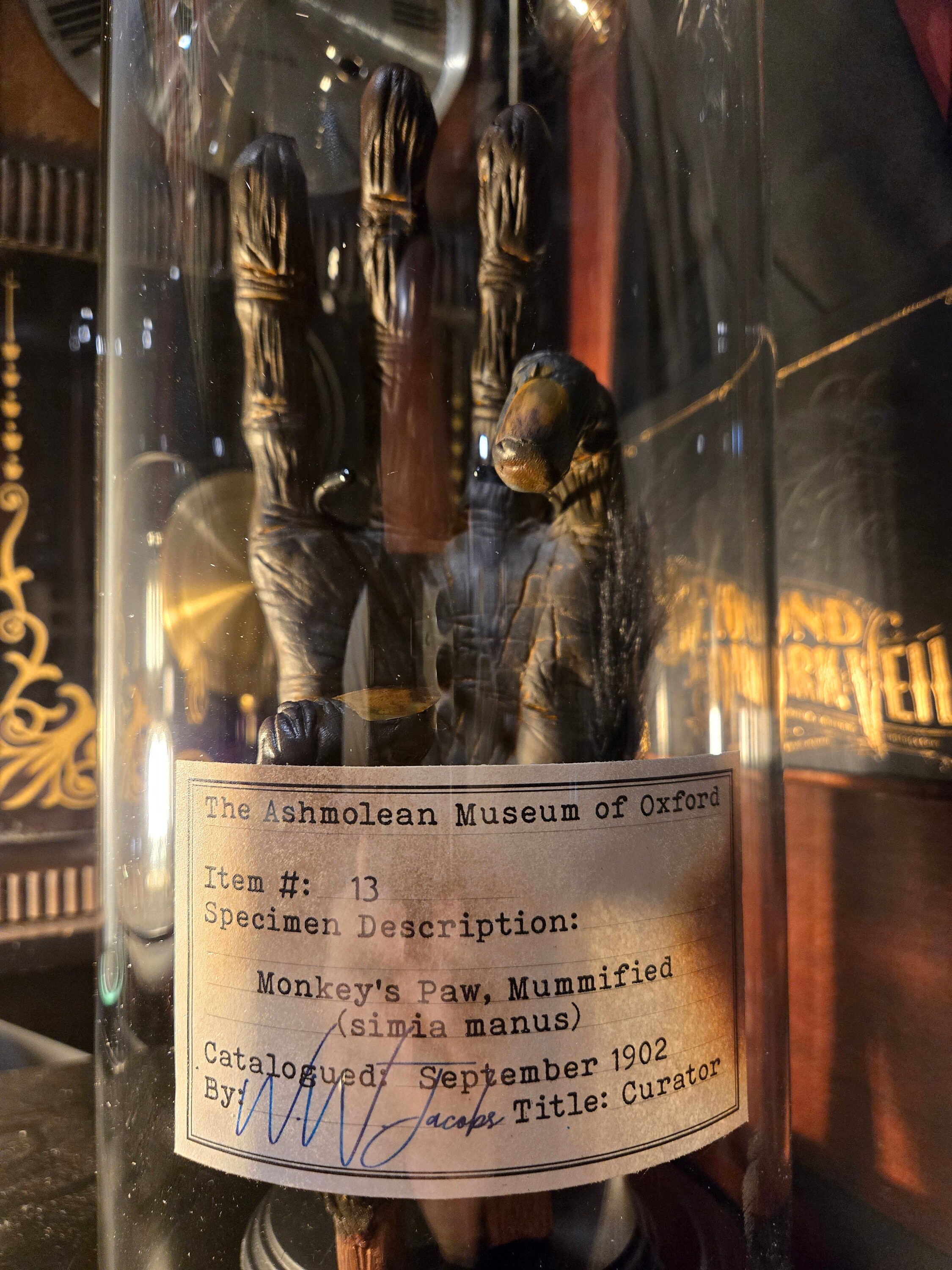 Mummified Monkey Paw Cursed - Etsy