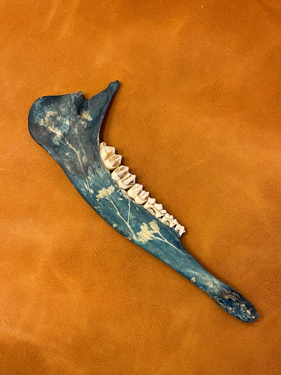 Deer Jaw Bone Cyanotype • Sea Lavender and Alyssum - Etsy