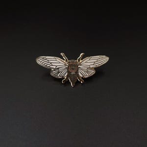 Scissor Grinder Cicada - Neotibicen Pruinosus - Educational Insect ...