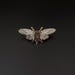 Scissor Grinder Cicada - Neotibicen Pruinosus - Educational Insect ...