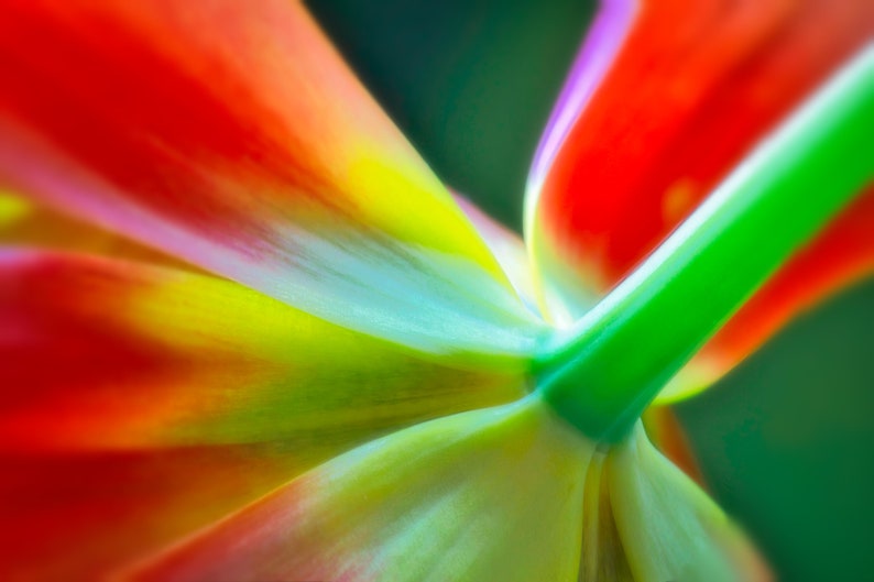 Macro Photo of Tulip: Orton Effect/soft Focus/graphic/fine Art Print ...