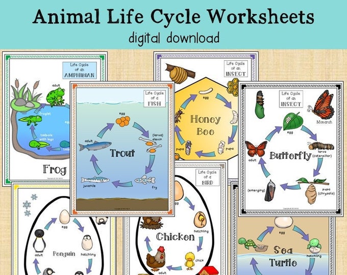 Ciclo de vida del ajolote plegable / Actividad de aprendizaje del ciclo ...