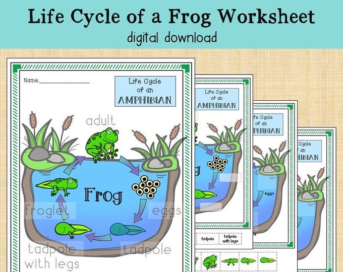 Ciclo de vida del ajolote plegable / Actividad de aprendizaje del ciclo ...