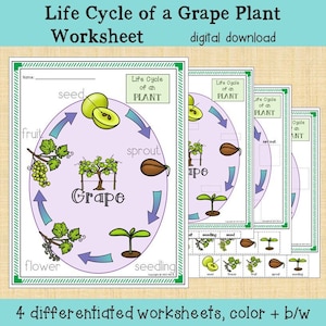 Life Cycle of a Plant - Grape Printable Worksheet - Etsy
