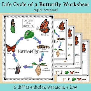 Life Cycle of an Insect - Monarch Butterfly Printable Worksheet - Etsy