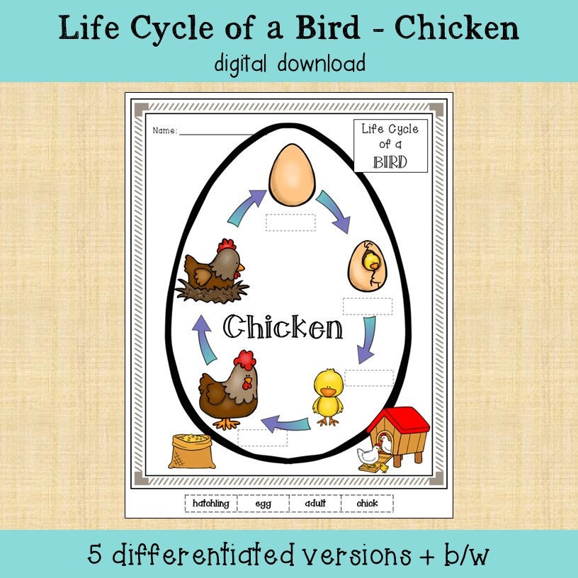 Life Cycle of a Bird - Chicken Printable Worksheet - Etsy