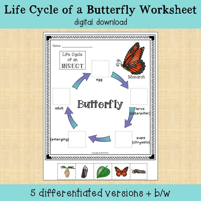 Life Cycle Of A Monarch Butterfly Worksheet A Crafty Chick: Brownie