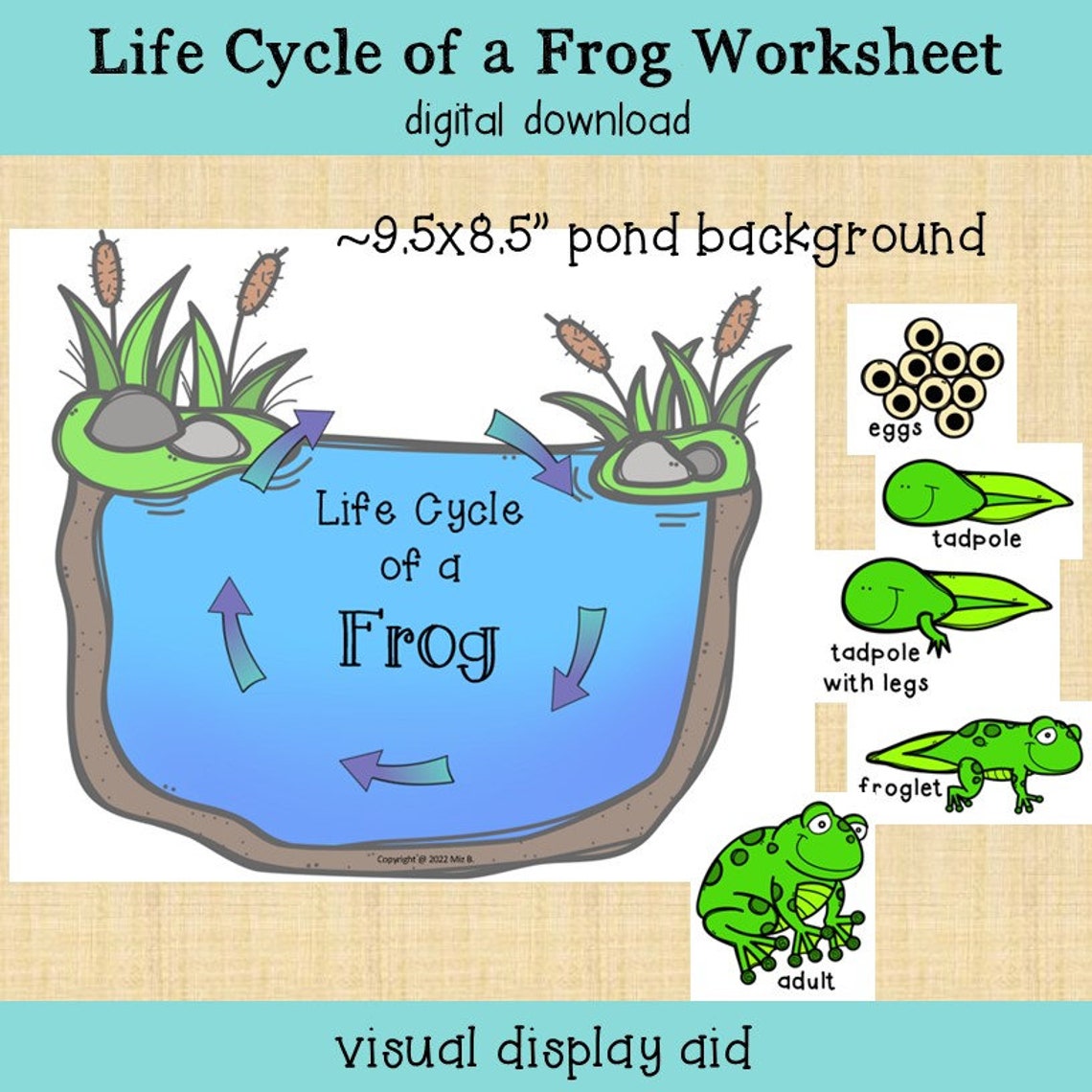 Life Cycle of an Amphibian - Frog Printable Worksheet - Etsy