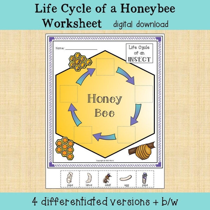 Life Cycle of a Honeybee Worksheet - Etsy