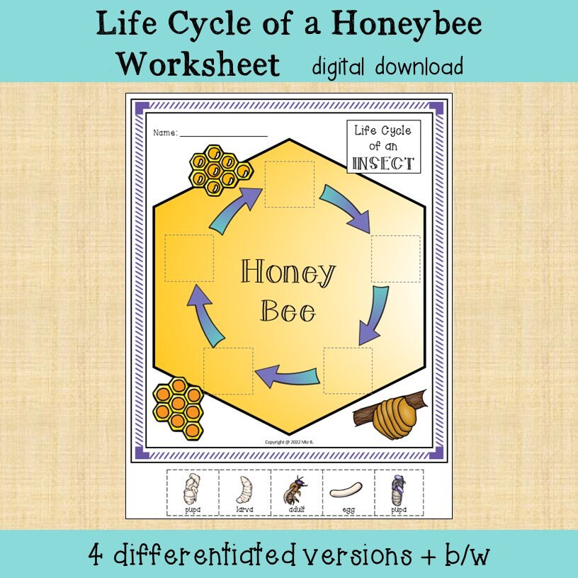 Life Cycle of a Honeybee Worksheet | Science Biology No Prep - Etsy