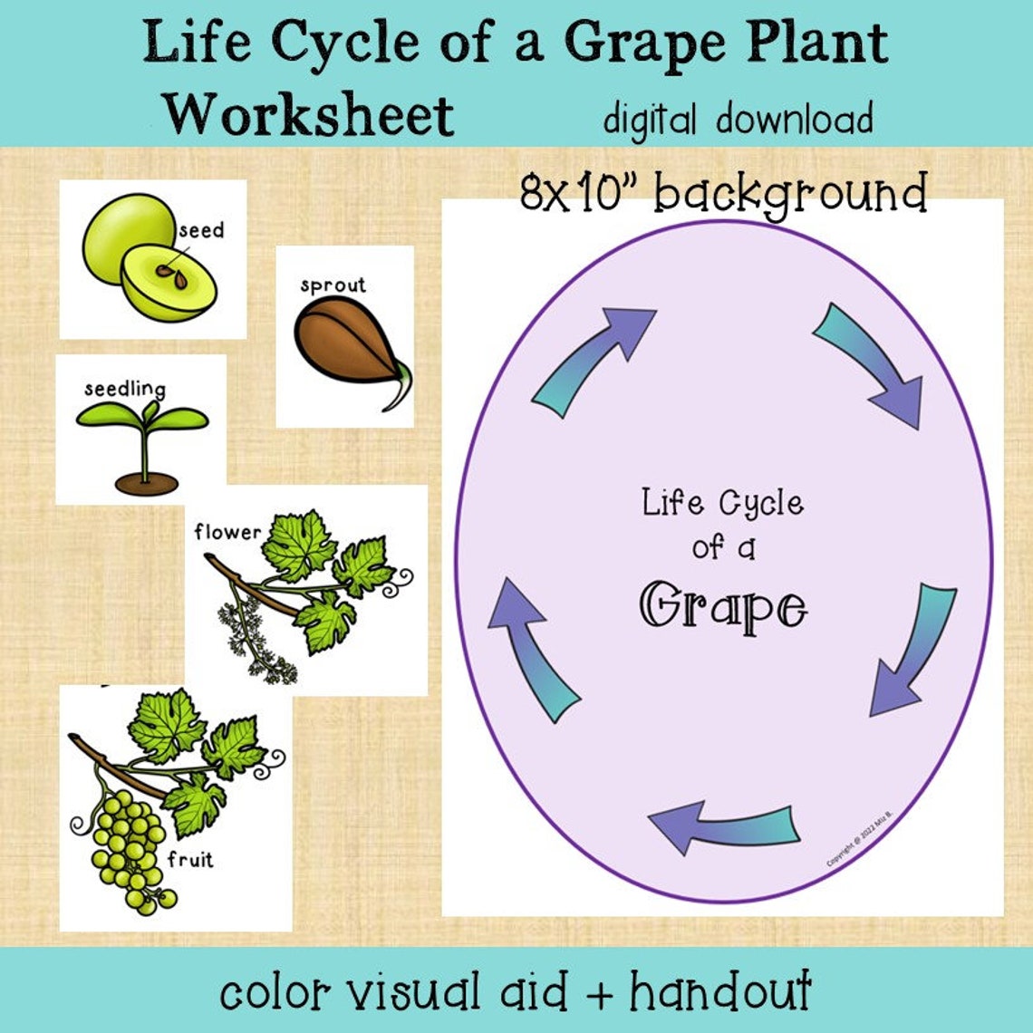 Life Cycle of a Plant - Grape Worksheet | Science Biology - Etsy