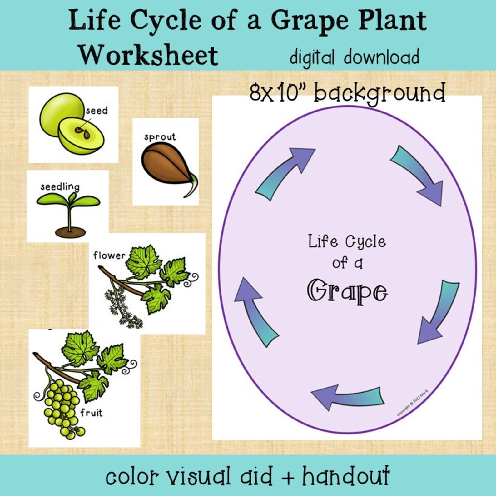 Life Cycle of a Plant - Grape Worksheet | Science Biology - Etsy